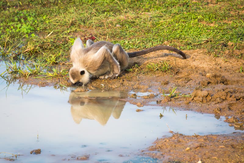 1,660 Monkey Drinking Water Stock Photos - Free & Royalty-Free Stock ...
