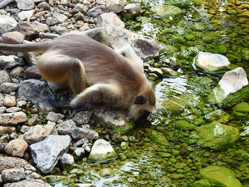 1,566 Monkey Drinking Water Stock Photos - Free & Royalty-Free Stock ...
