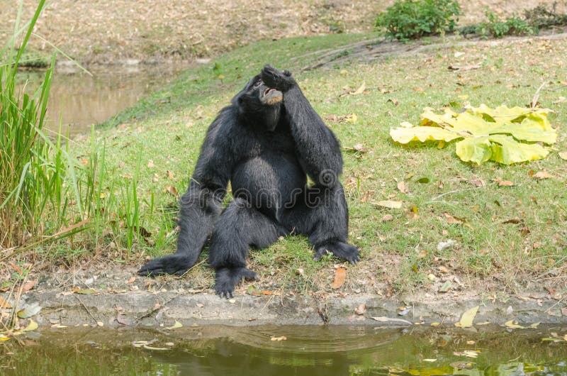 Monkey drinking water. stock image. Image of outdoors - 66696787