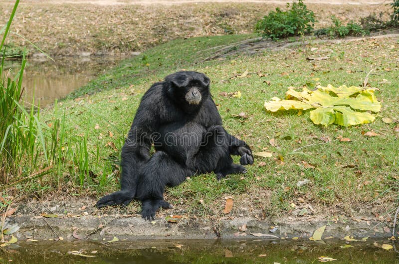 Monkey drinking water. stock image. Image of mammal, nature - 66697183