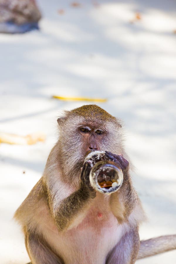 Monkey Drinks Coca COla on the Beach in Thailand Stock Image - Image of ...