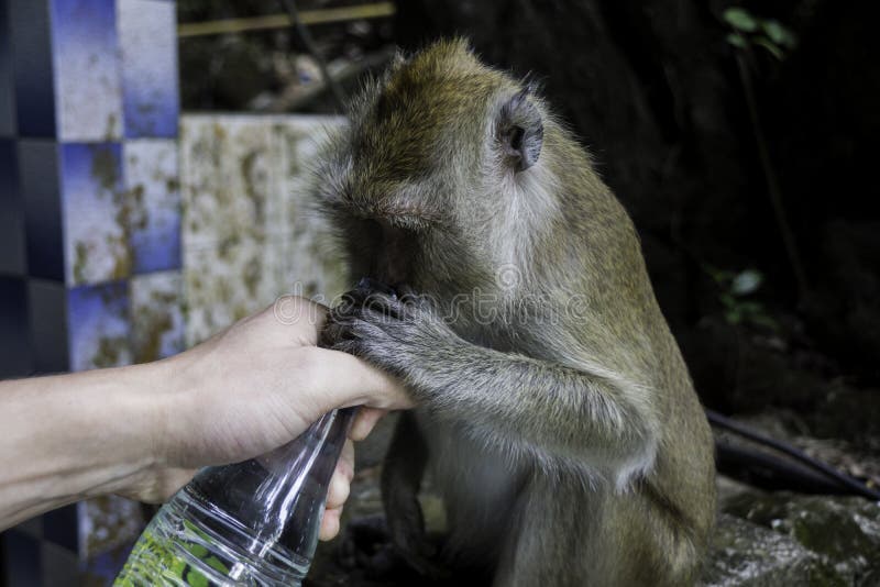 Monkey Drinks from Human Hands Stock Photo - Image of funny, manual ...