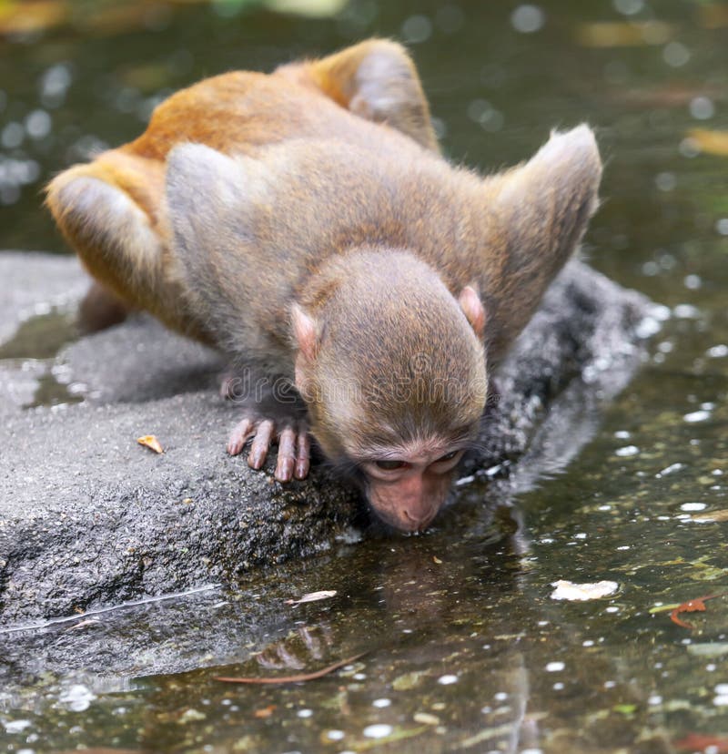 A Monkey Drinks Water in a Pond in a Park Stock Photo - Image of ...