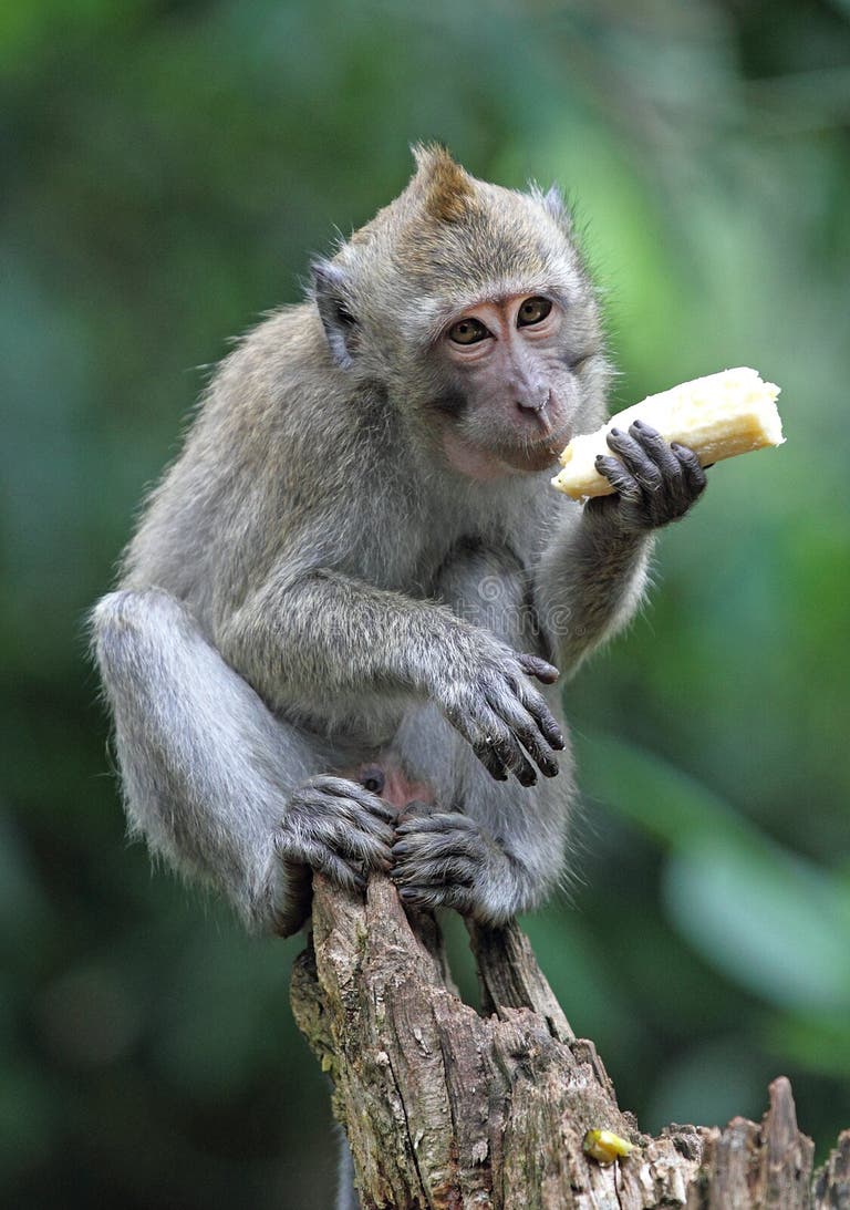 1,896 Monkey Eat Banana Stock Photos - Free & Royalty-Free Stock Photos ...