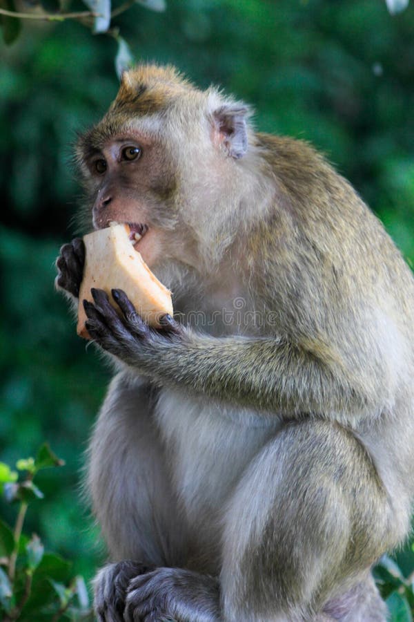 175 Monkey Eat Coconut Stock Photos - Free & Royalty-Free Stock Photos ...