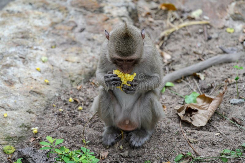 Monkey eat corn on floor stock image. Image of wildlife - 147835681