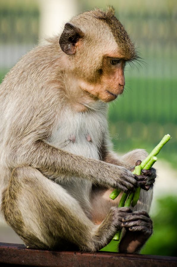 Monkey eat food stock photo. Image of fauna, endangered - 27734044