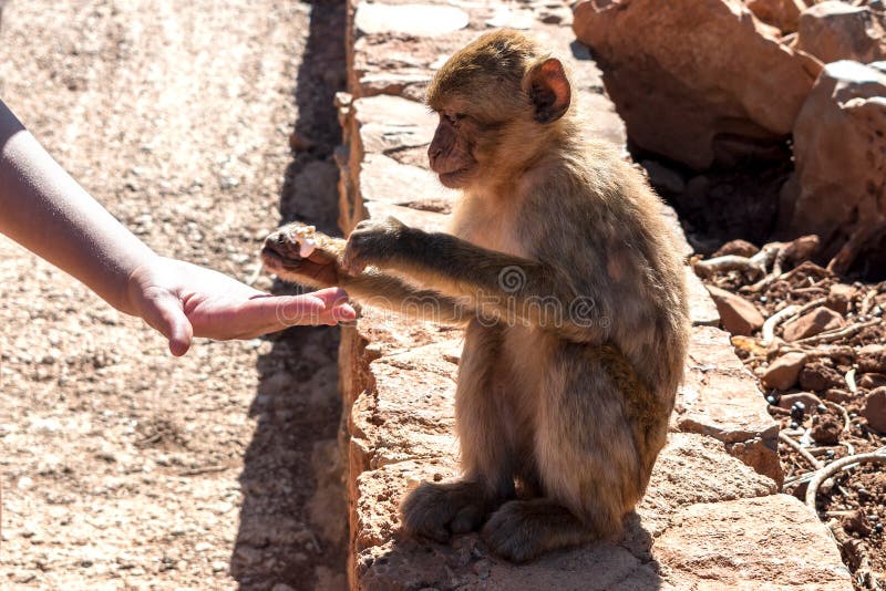 Monkey eat food stock image. Image of closeup, cute - 107796467