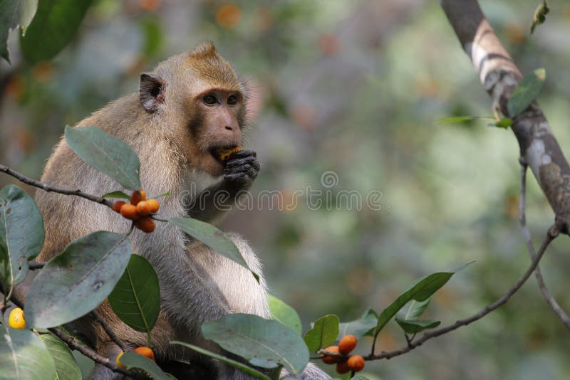 Monkey Eat Food on Tree in Thailand Stock Image - Image of monkey ...
