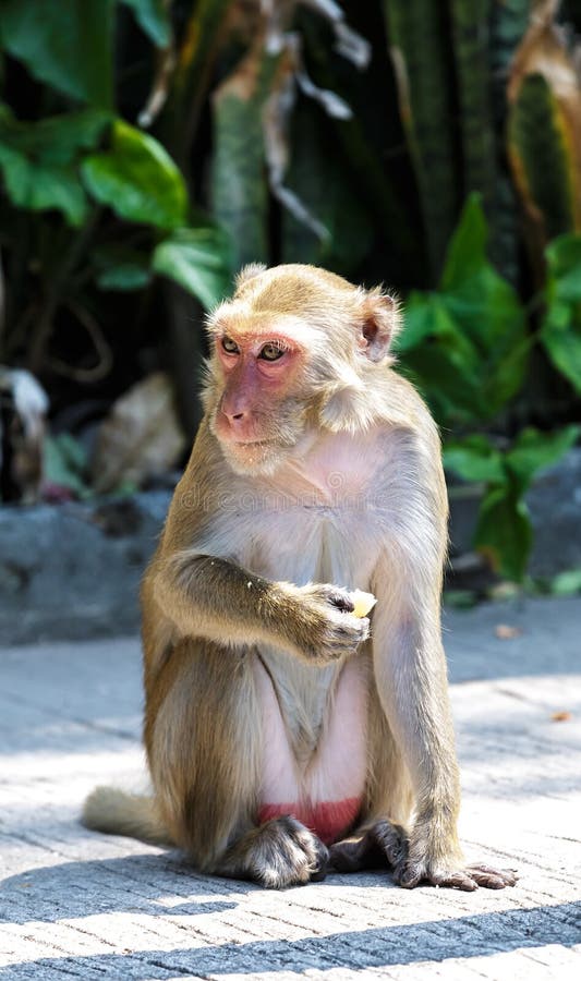 Monkey eat foodv stock image. Image of eating, long - 139794667