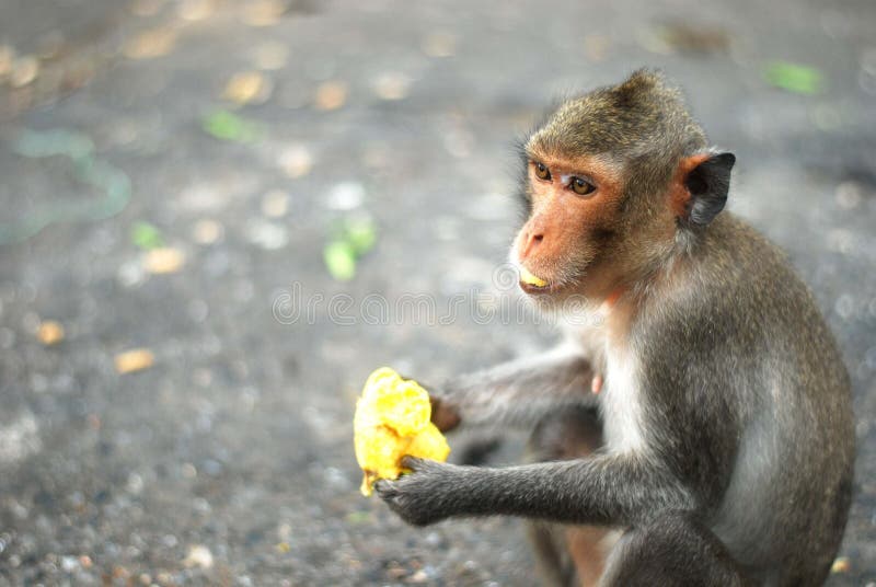442 Mango Monkey Stock Photos - Free & Royalty-Free Stock Photos from ...