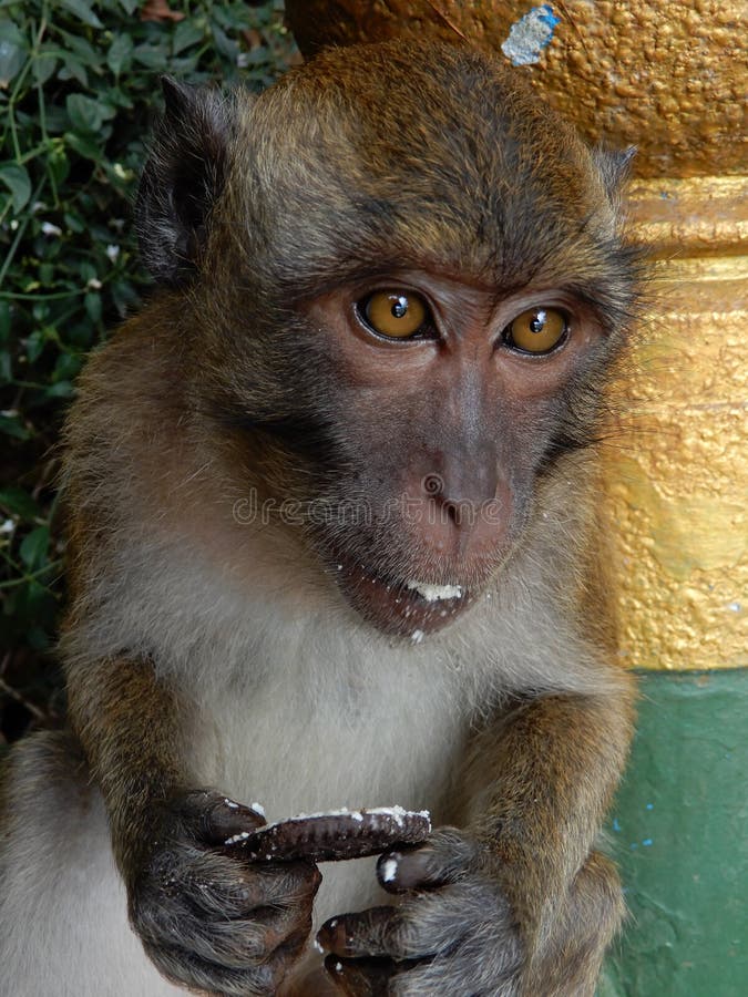 Monkey eat Oreo stock photo. Image of sweet, cake, animals - 138352414