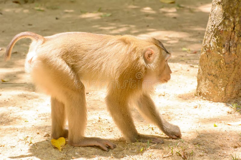 Monkey eat rice seeds stock image. Image of building - 89465891