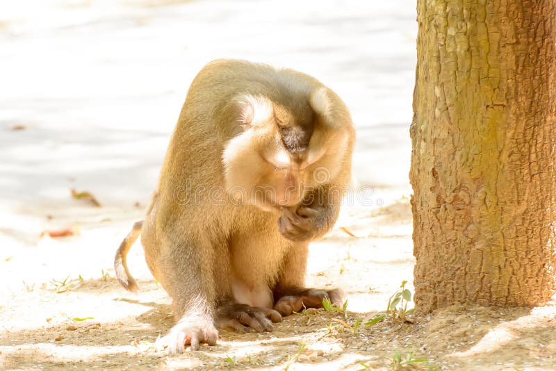 Monkey eat rice seeds stock photo. Image of architecture - 89466054