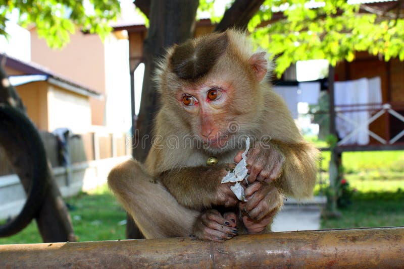 Moeat Stock Photos - Free & Royalty-Free Stock Photos from Dreamstime