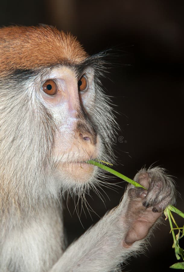 Monkey eating stock photo. Image of life, lying, eyes - 28761814