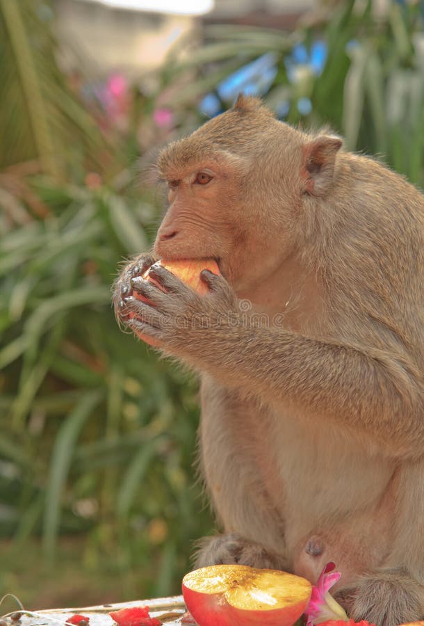 469 Monkey Eating Apple Photos - Free & Royalty-Free Stock Photos from Dreamstime
