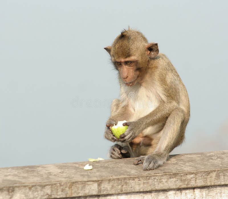 A Monkey Eating Apple Picture. Image: 5316549