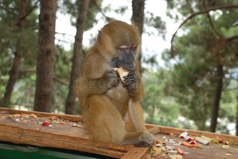 Monkey eating an Apple stock photo. Image of apple, monkey - 69978918