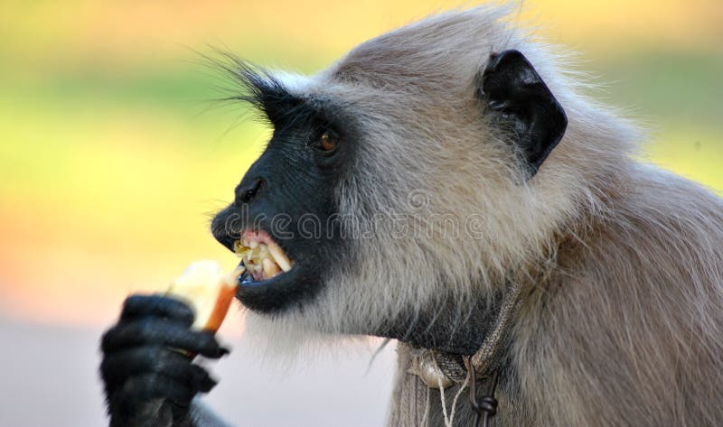 469 Monkey Eating Apple Photos - Free & Royalty-Free Stock Photos from ...