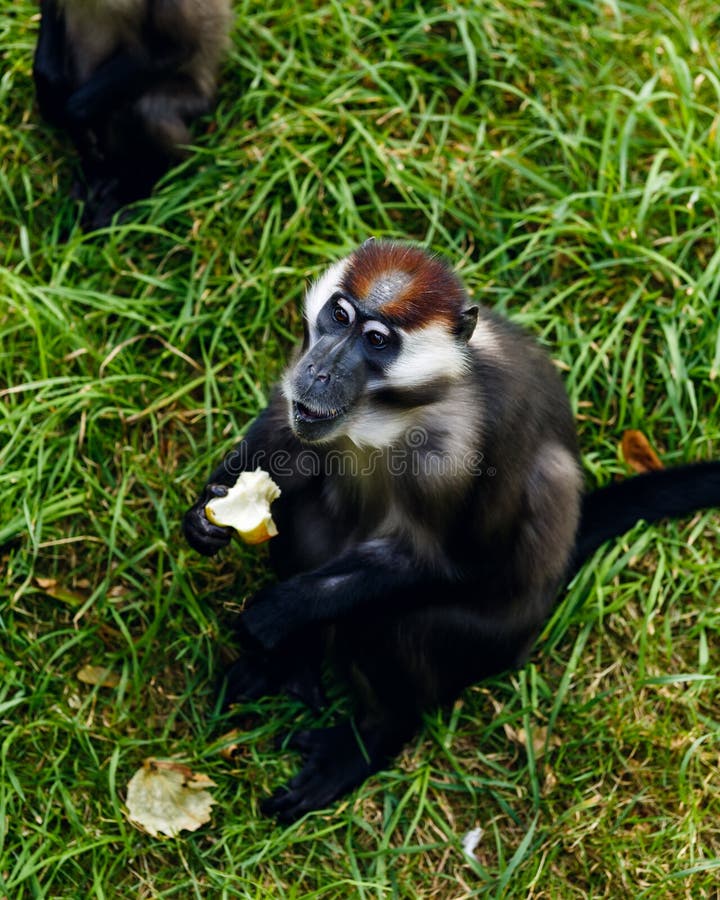 472 Monkey Eating Apple Stock Photos - Free & Royalty-Free Stock Photos ...