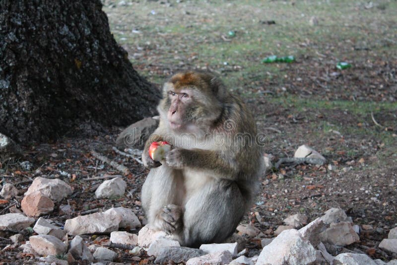 Monkey on the jungle stock photo. Image of rodent, animal - 258876764