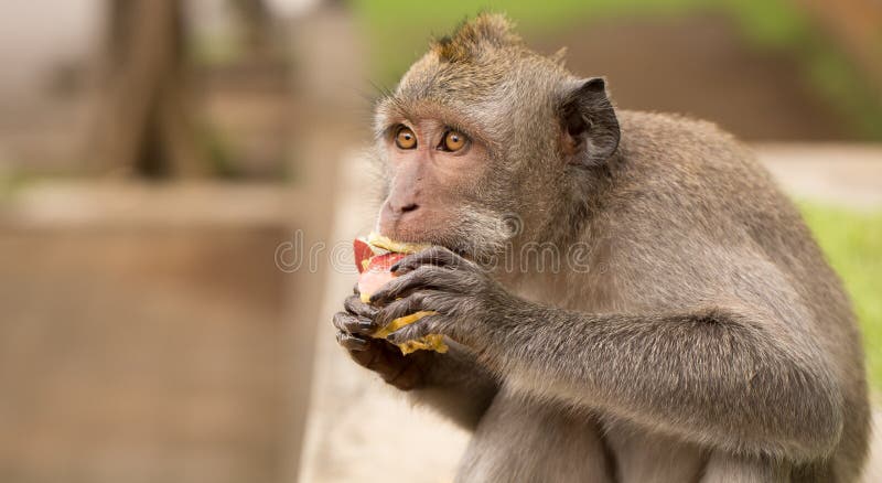 Monkey eats an apple stock photo. Image of macaca, animals - 177369370