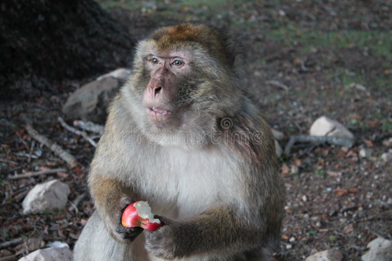 472 Monkey Eating Apple Stock Photos - Free & Royalty-Free Stock Photos ...