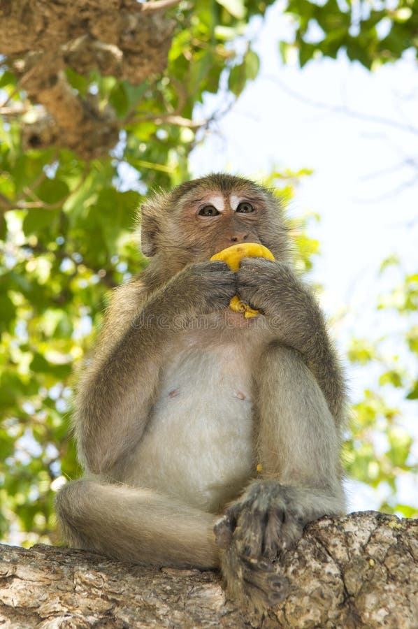2,776 Monkey Banana Tree Stock Photos - Free & Royalty-Free Stock ...