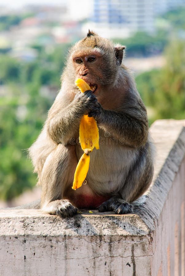 A Monkey is Eating a Banana Stock Photo - Image of asia, primate: 28895424