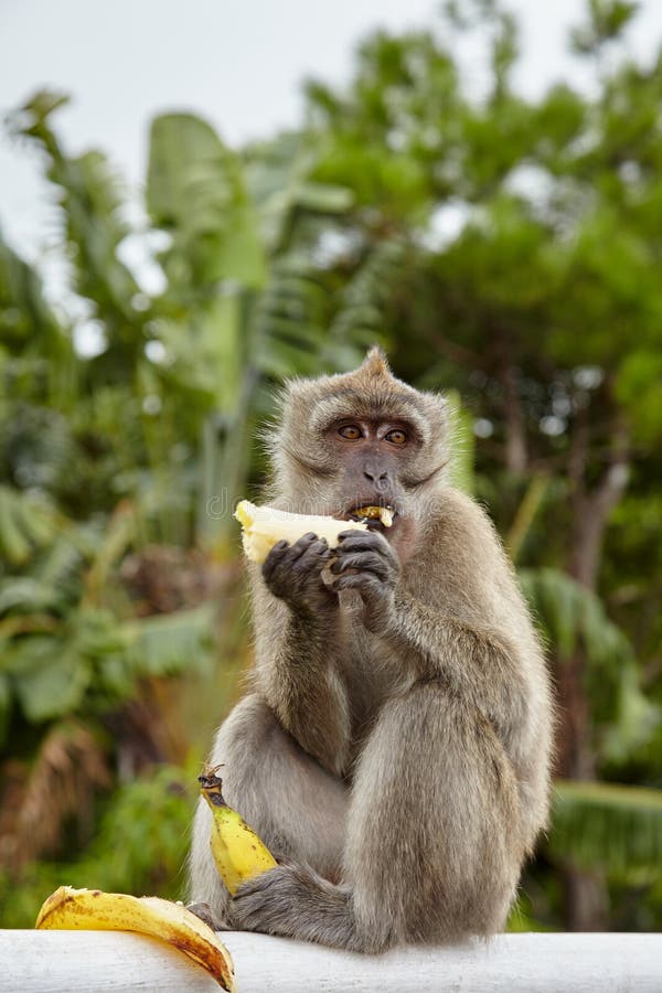 Monkey eating a banana stock photo. Image of food, tropics - 63352952