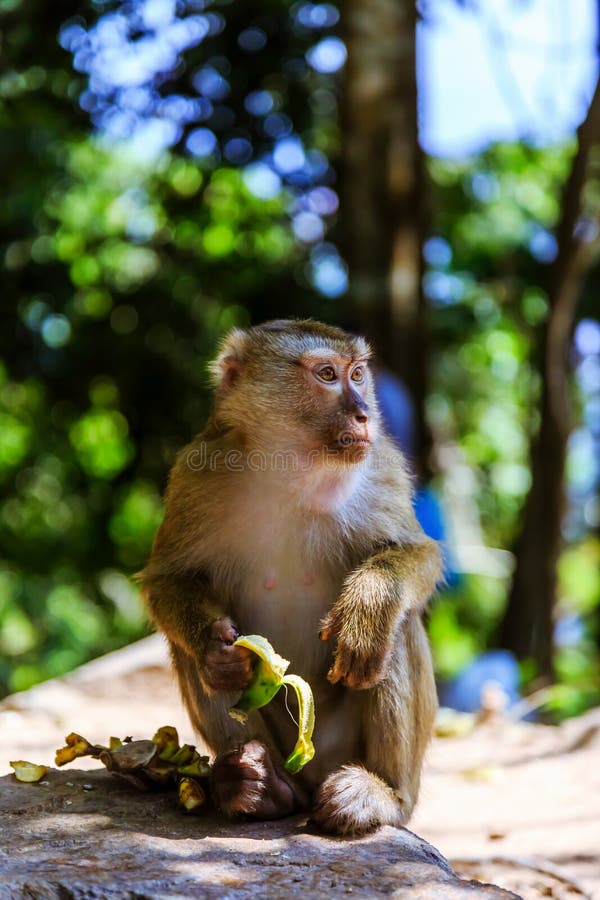 Monkey at Sunny Day at Monkey Hill Stock Photo - Image of face, sitting ...