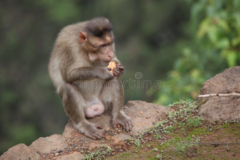 Monkey Eating Biscuit stock image. Image of animals, monkey - 73025019