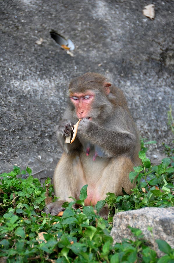 Monkey Eating Banana stock photo. Image of jungle, primate - 8660714