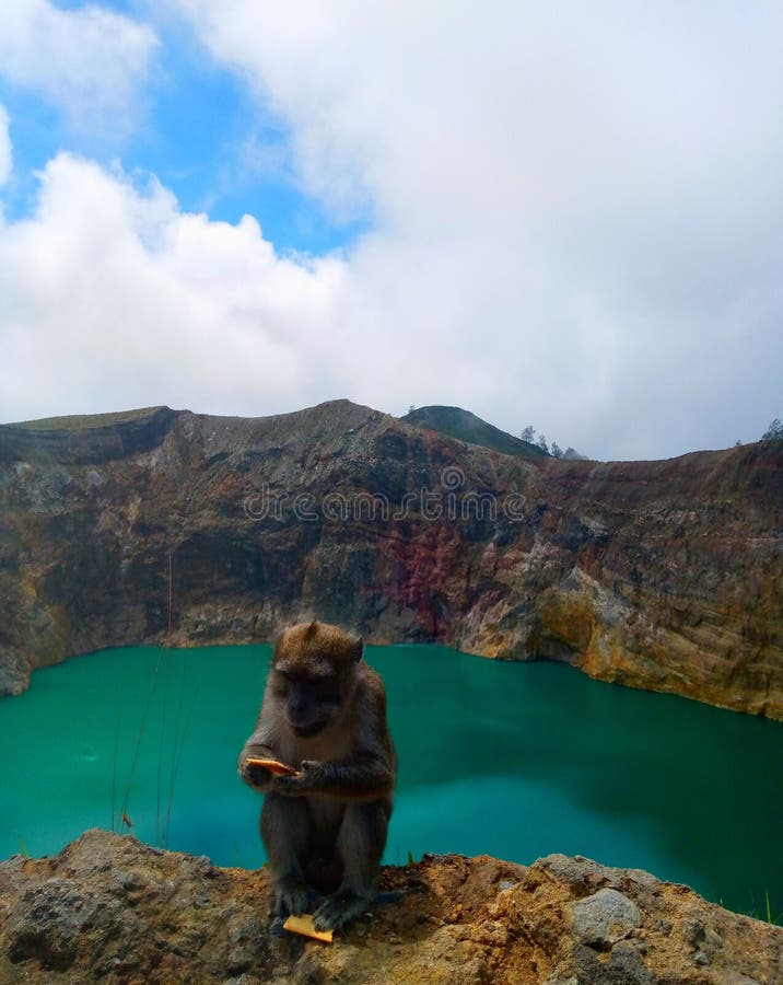 Monkey Eating Cake in the Lake Stock Image - Image of lake, cake: 319484349