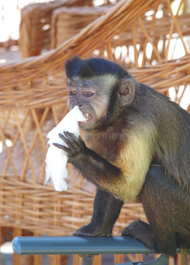 Monkey eating candy stock photo. Image of wild, thailand - 123131756