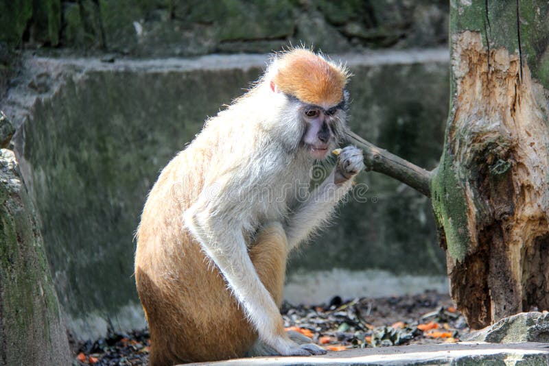 Little Monkey Eating Carrot Stock Photos - Free & Royalty-Free Stock ...