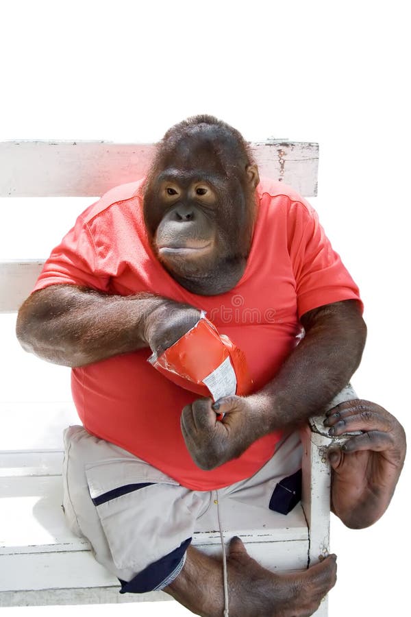 Monkey eating chips stock image. Image of monkey, fastfood - 816171