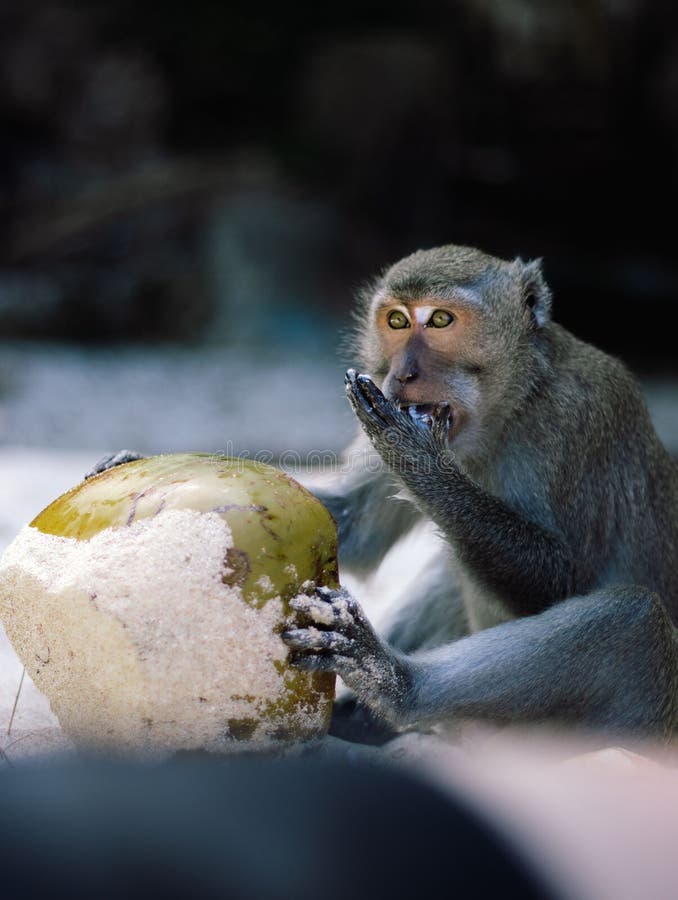 Monkey Eating a Coconut on Beach. Stock Photo - Image of cheekymonkey ...