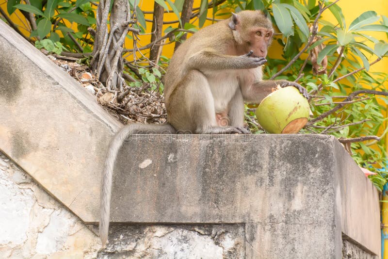 Monkey eating coconut stock photo. Image of stone, sunset - 91431824