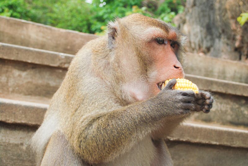 Monkey eating corn stock image. Image of creature, brown - 135026145