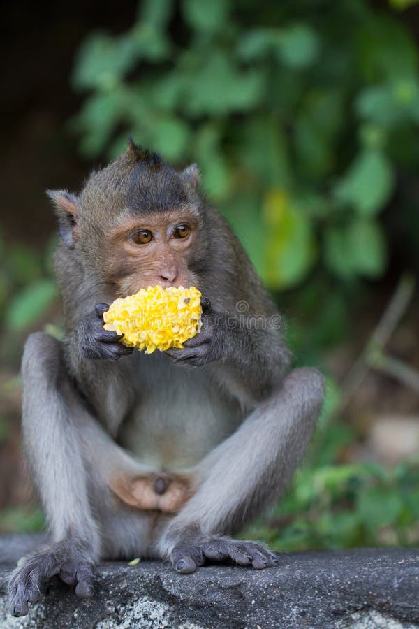 Monkey eating corn stock image. Image of outdoors, expression - 21894009
