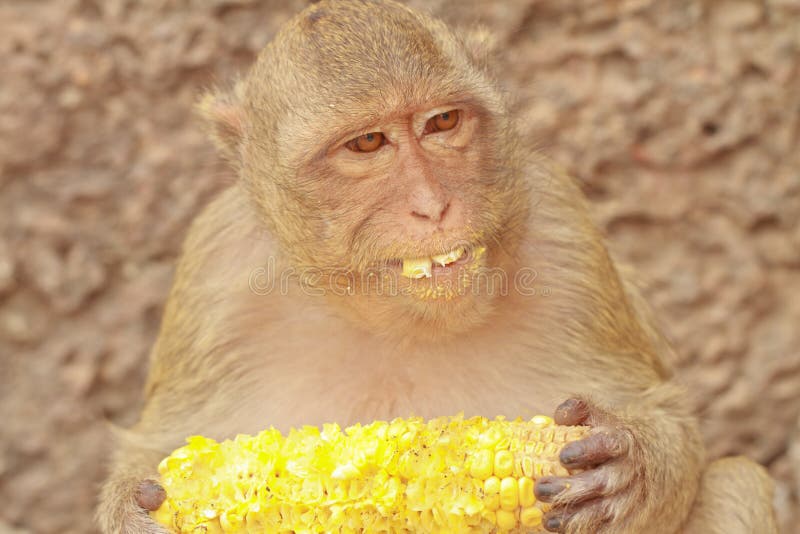 Monkey stock photo. Image of animal, primitive, face - 46820804