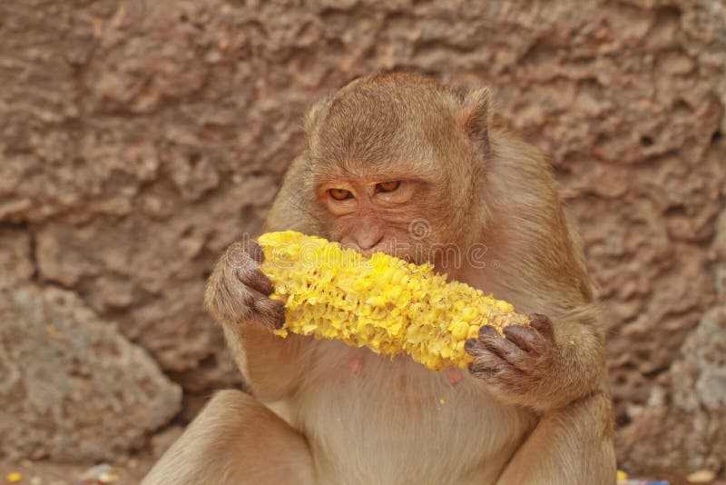 Monkey stock image. Image of primitive, primate, animal - 51785509