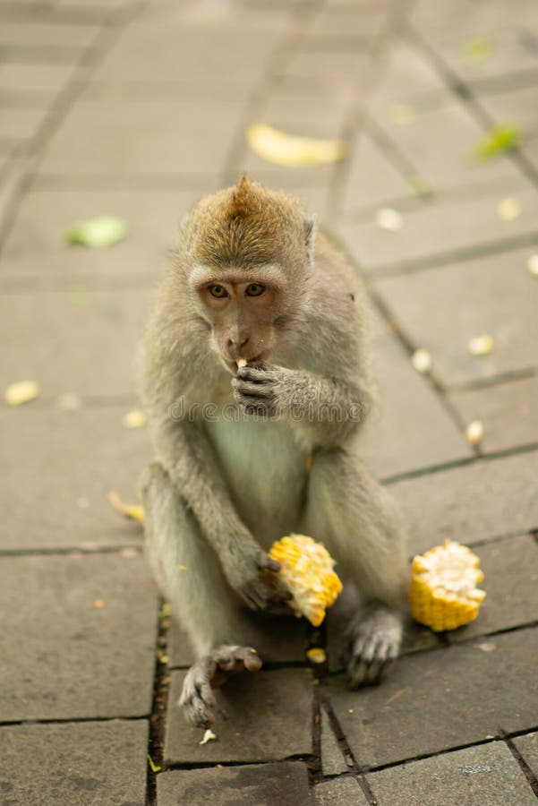 Monkey Eating Corn on the Cob Stock Photo - Image of monkey, mammals ...