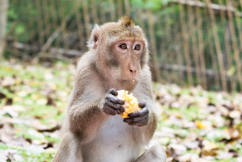 Monkey Eating Corn. the Concept of Animals in the Zoo Stock Image ...