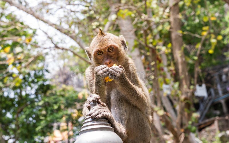 Monkey eating corn stock photo. Image of nature, animal - 53231406