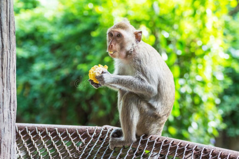 A monkey eating a corn stock photo. Image of cute, macaque - 112534142