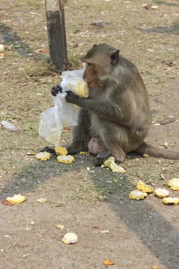 A Monkey Eating Corn that Scattered on the Ground Stock Image - Image ...