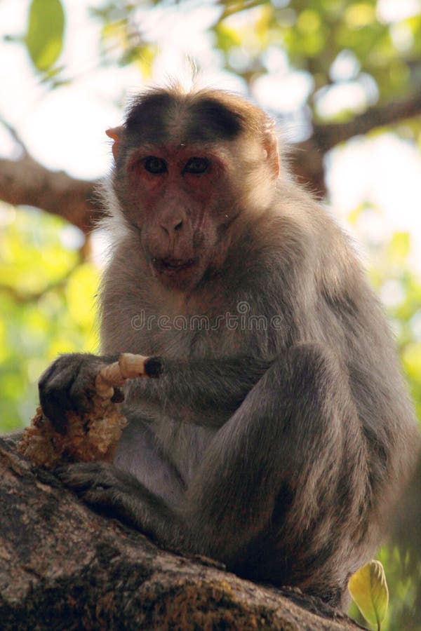Monkey Eating Corn Sitting on the Tree. Stock Image - Image of ceiling ...